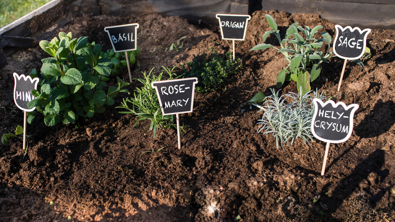 Common Mistakes When Using Fertilizers and How to Avoid Them – GS Plant ...