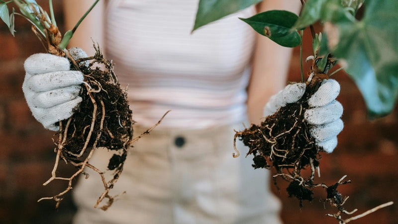 Best Fertilizer for Root Growth: Nutrients & Application Explained – GS ...