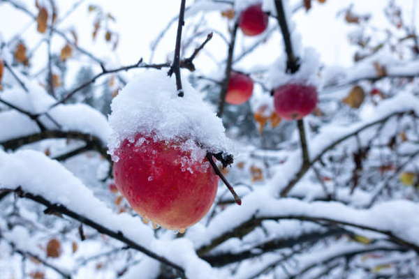 Fruit Tree Winter Protection: Wrapping, Soil & Fertilizer Tips – GS ...